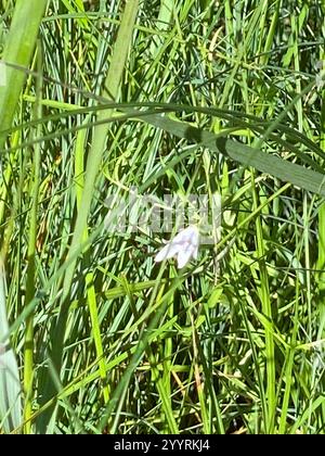 Marsh Bellflower (Palustricodon aparinoides Stock Photo - Alamy