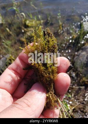 Kneiff's hook-moss (Drepanocladus aduncus Stock Photo - Alamy