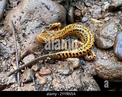 Eastern Long-tailed Salamander (Eurycea longicauda longicauda Stock ...