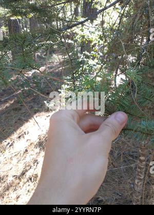 Shasta Red Fir (Abies magnifica shastensis Stock Photo - Alamy
