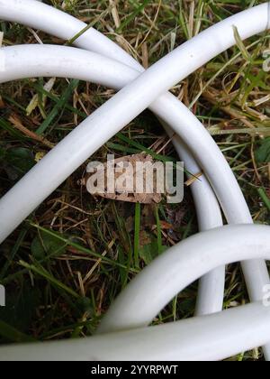 Double Square-spot (Xestia triangulum Stock Photo - Alamy