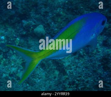 Yellowtail False Fusilier (Paracaesio xanthurus Stock Photo - Alamy