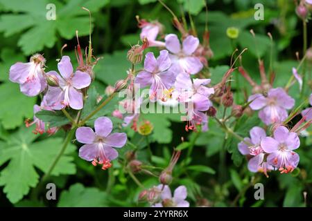 Pale pink Geranium macrorrhizum, big root cranesbill, in flower Stock ...