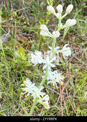 coastal false asphodel (Triantha racemosa Stock Photo - Alamy