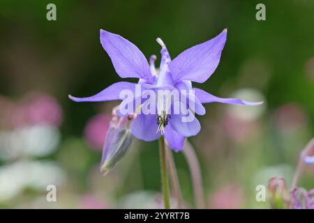 Purple Aquilegia vulgaris, Common Columbine, also known as American ...