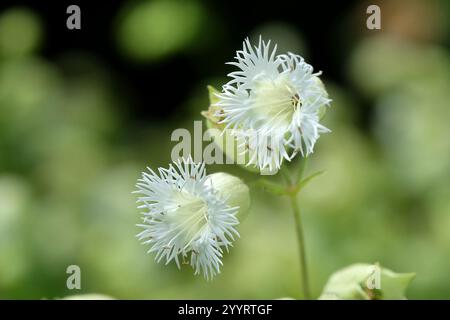 Silene stellata, white starry campion or fringed campion, in flower ...