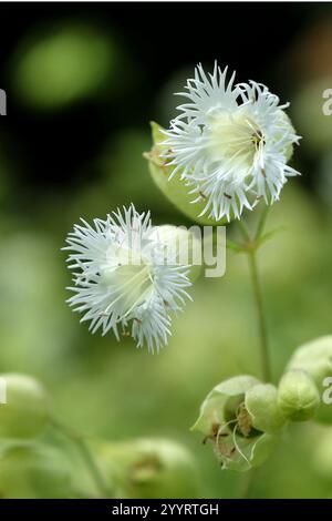 starry campion (Silene stellata Stock Photo - Alamy