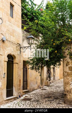 Pomegranate tree in Italy Stock Photo - Alamy