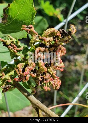 Aspen leafgall mite (Aceria dispar Stock Photo - Alamy