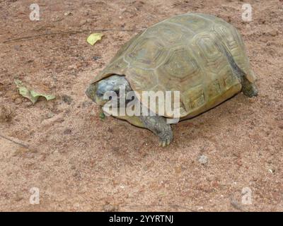 Western hinge-back tortoise (Kinixys nogueyi Stock Photo - Alamy