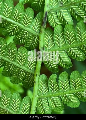 silvery glade fern (Deparia acrostichoides Stock Photo - Alamy