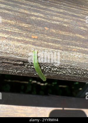 Veiled Ear Moth (Loscopia velata Stock Photo - Alamy