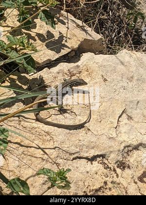 Common Checkered Whiptail (Aspidoscelis tesselatus) Reptilia Stock ...