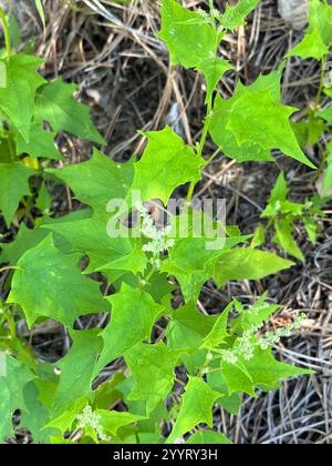 American maple-leaved goosefoot (Chenopodiastrum simplex Stock Photo ...
