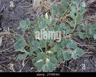 alkali mallow (Malvella leprosa Stock Photo - Alamy