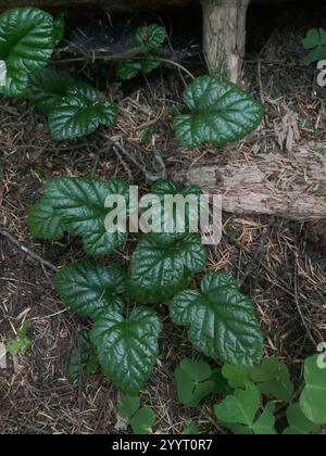 snow dwarf bramble (Rubus nivalis Stock Photo - Alamy
