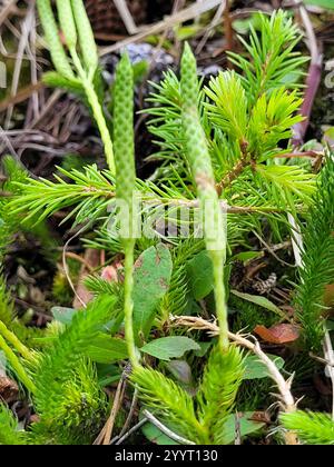 arctic stag's-horn clubmoss (Lycopodium lagopus Stock Photo - Alamy