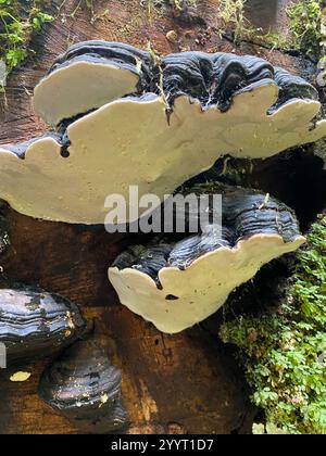 Ochre-banded Conk (Fomitopsis ochracea Stock Photo - Alamy