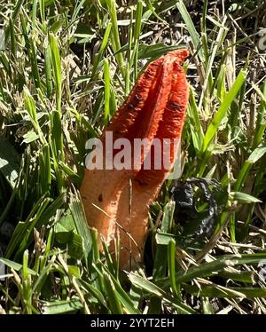 lantern stinkhorn (Lysurus mokusin Stock Photo - Alamy