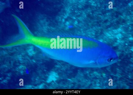 Yellowtail False Fusilier (Paracaesio xanthurus Stock Photo - Alamy