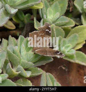 Chilly Pansy (Junonia natalica natalica Stock Photo - Alamy