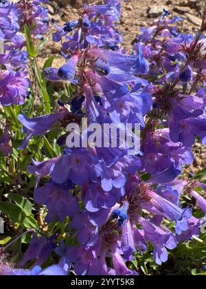 Front Range Beardtongue (Penstemon virens Stock Photo - Alamy