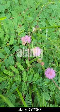 littleleaf sensitive-briar (Mimosa microphylla Stock Photo - Alamy