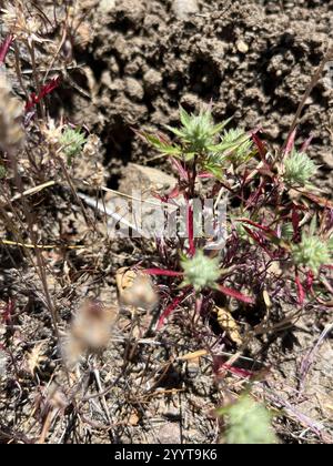 mitrefruit pincushionplant (Navarretia mitracarpa Stock Photo - Alamy