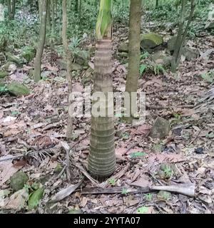 sierra palm (Prestoea acuminata montana Stock Photo - Alamy