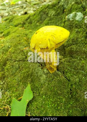 Ornate-stalked bolete (Retiboletus ornatipes Stock Photo - Alamy