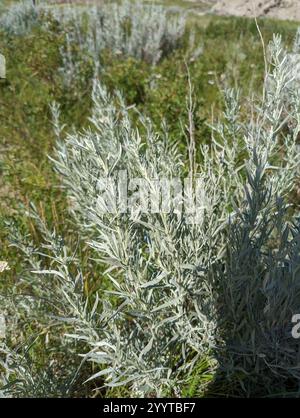 Silver Sagebrush (Artemisia cana Stock Photo - Alamy