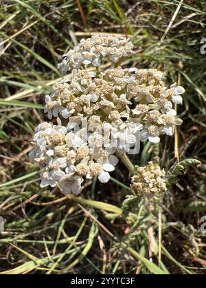 Northern Yarrow (Achillea millefolium borealis Stock Photo - Alamy