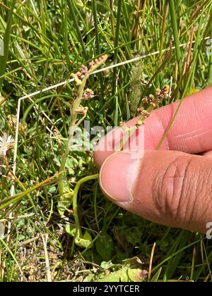 little grapefern (Botrychium simplex Stock Photo - Alamy