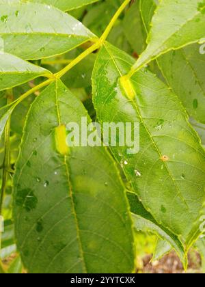 Ash Midrib Gall Midge (Dasineura fraxini Stock Photo - Alamy