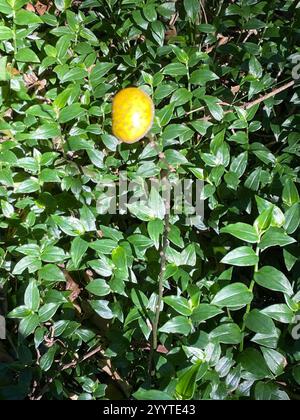 small bolwarra (Eupomatia bennettii Stock Photo - Alamy