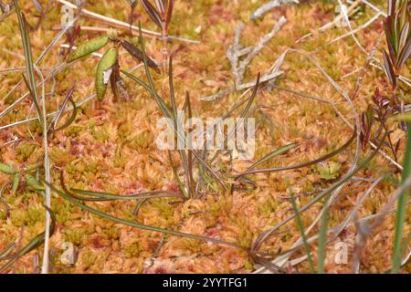 northern microseris (Microseris borealis Stock Photo - Alamy