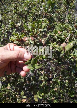 Cedros Island oak (Quercus cedrosensis Stock Photo - Alamy