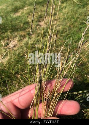 Matgrass (Nardus stricta Stock Photo - Alamy