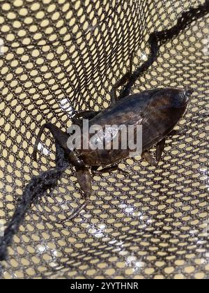 American Giant Water Bug (Lethocerus americanus Stock Photo - Alamy