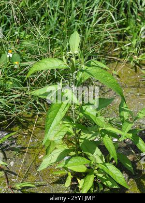Asiatic butterfly-bush (Buddleja asiatica Stock Photo - Alamy