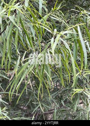 Wilga (Geijera parviflora Stock Photo - Alamy
