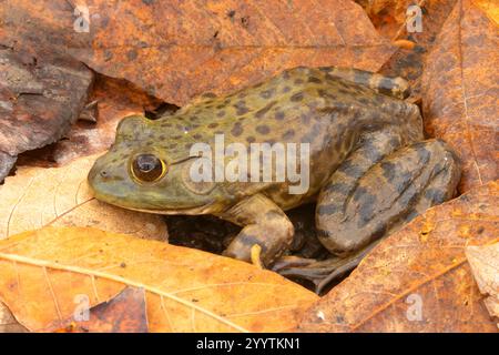 American bullfrog (Lithobates catesbeianus), Ankeny National Wildlife ...