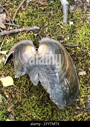 Eastern Floater (Pyganodon cataracta Stock Photo - Alamy