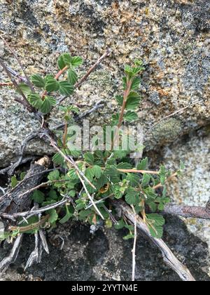 Small-leaf Cream Bush (Holodiscus discolor microphyllus Stock Photo - Alamy