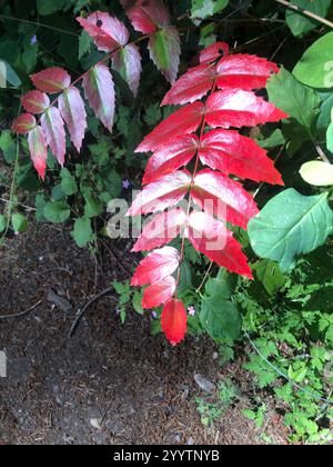 Cascade Oregon-grape (Berberis nervosa) Plantae Stock Photo - Alamy