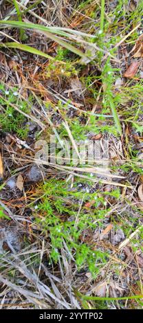 Rust Weed (Polypremum procumbens Stock Photo - Alamy