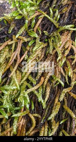 Tufted Feather-moss (Scleropodium cespitans Stock Photo - Alamy