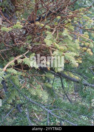 spruce witch's broom rust (Chrysomyxa arctostaphyli Stock Photo - Alamy