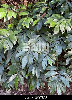 Rainforest Spinach (Elatostema reticulatum Stock Photo - Alamy