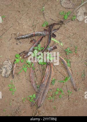 African locust bean (Parkia biglobosa Stock Photo - Alamy